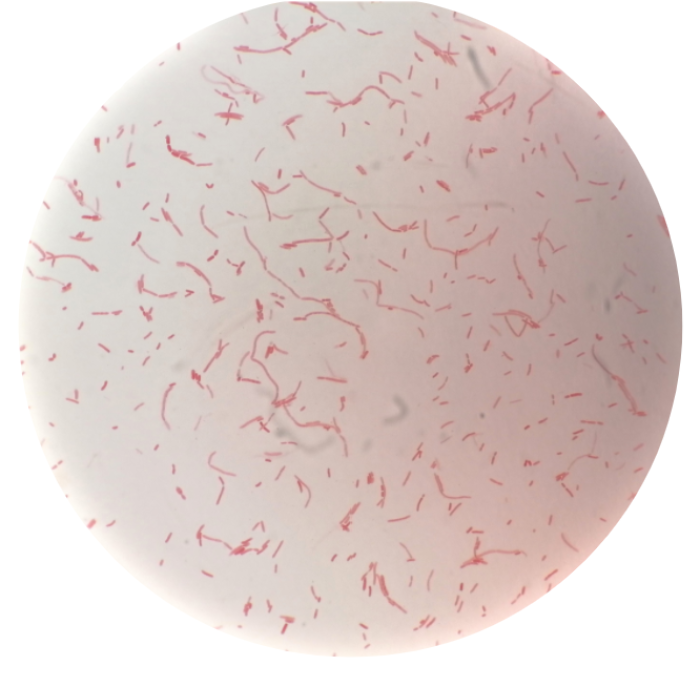 E Coli Gram Stain 100x